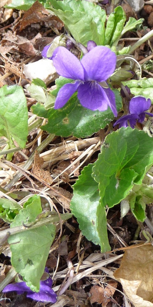 Veilchen, Veilchen... » Aromaexperten